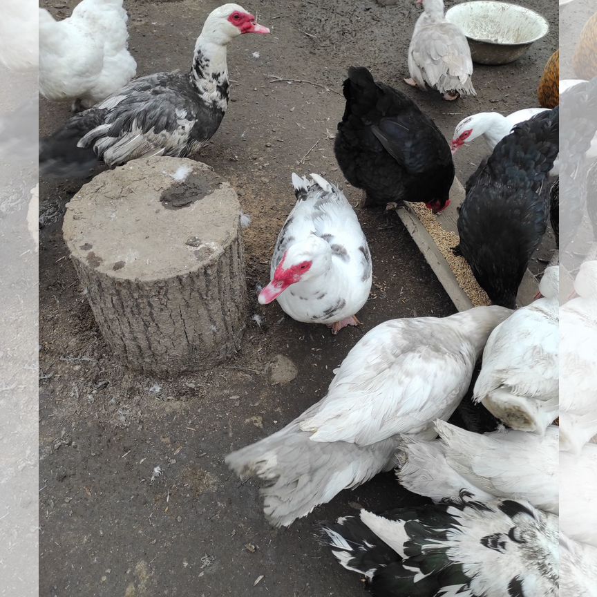 Мускусные утки