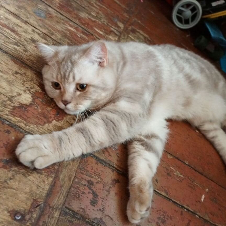 Кот британсий