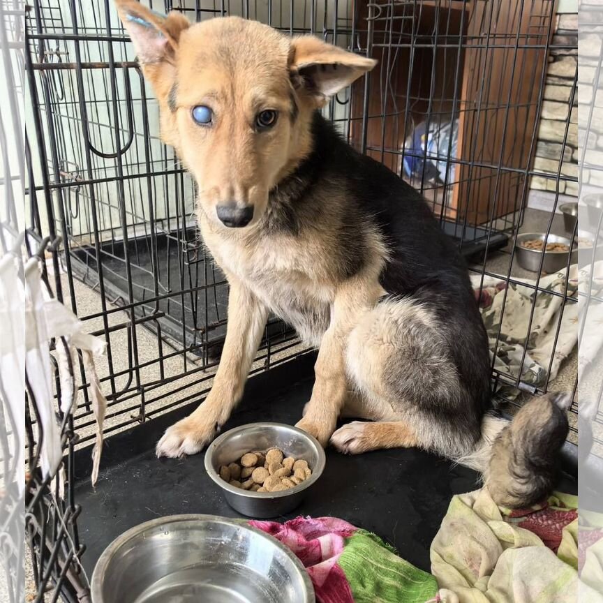 Взрослая собака в добрые руки