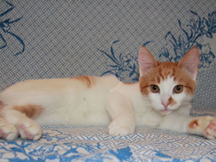 Котята в добрые руки бесплатно