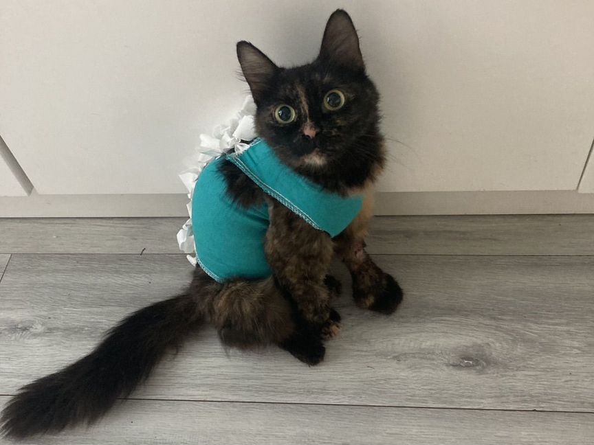 Кошечка в добрые руки