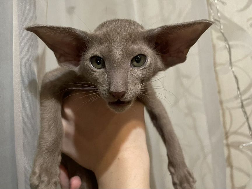 Ориентальная девочка