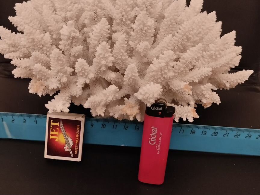 Натуральные морские кораллы