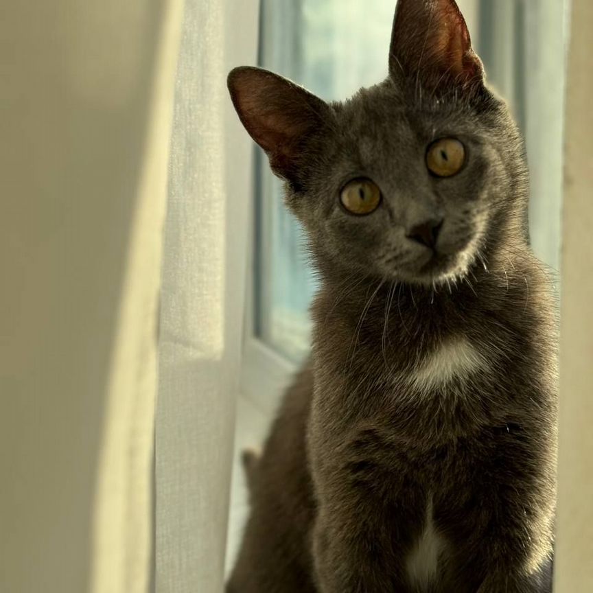 Котенок девочка в добрые руки. Отдам