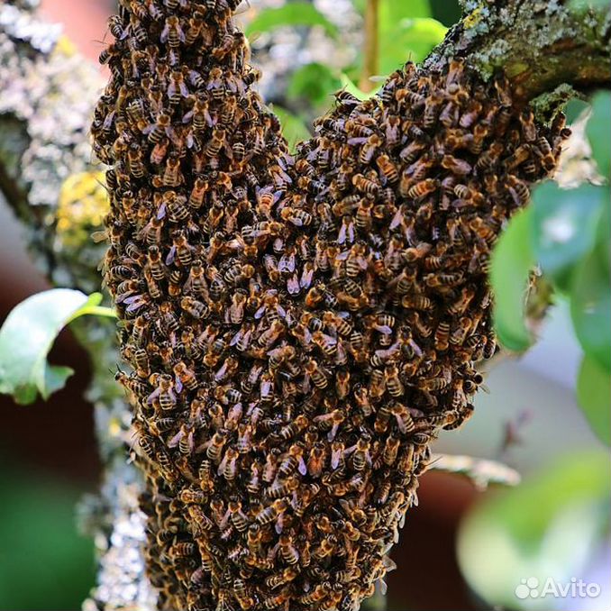 Сниму рой пчёл, оплачу Вам