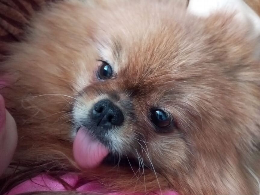 Померанский шпиц