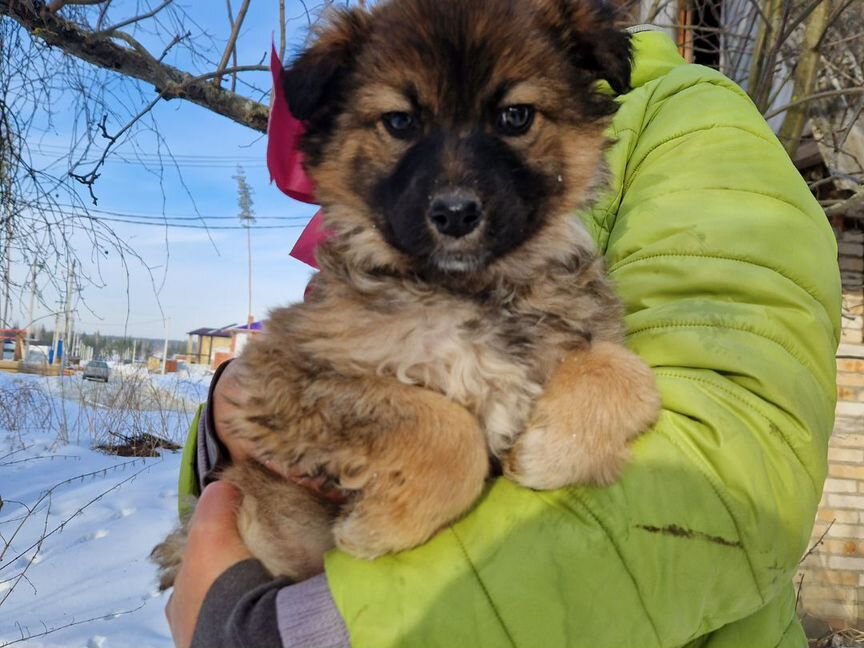 Щенок в добрые руки