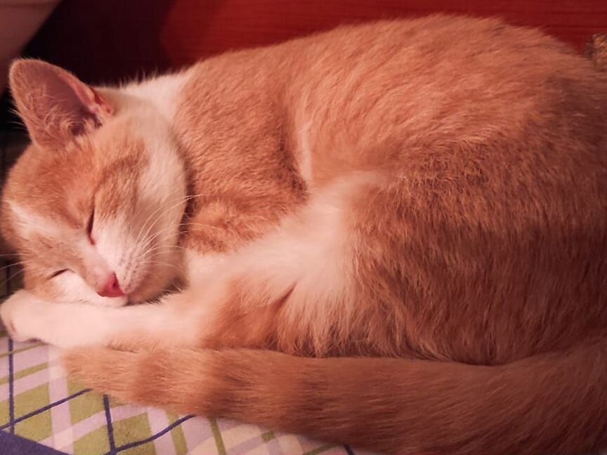 Рыжий котенок