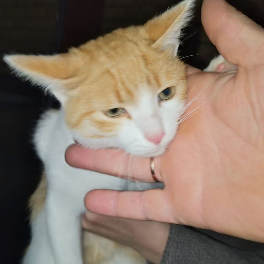 Котик