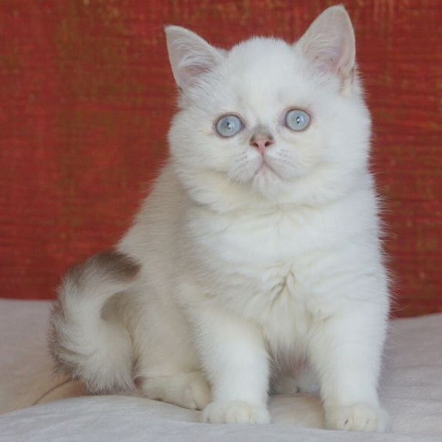 Гудвин-шотландский котик страйт