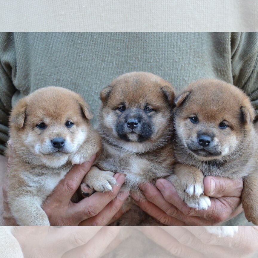 Сиба-ину, щенок