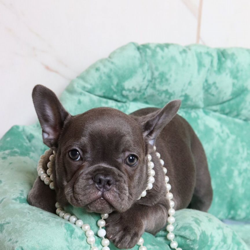 Французский бульдог миниатюрная девочка