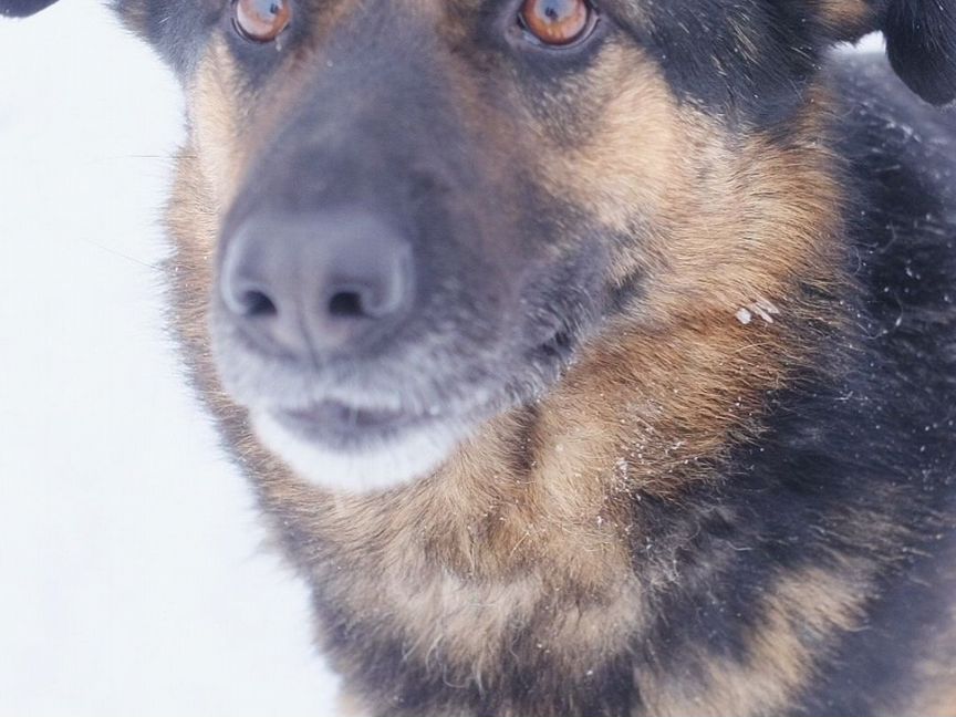 Немецкая овчарка в добрые руки