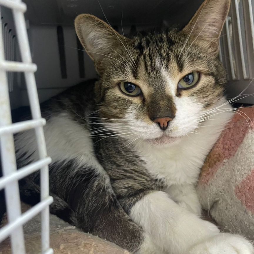 Спасите котика