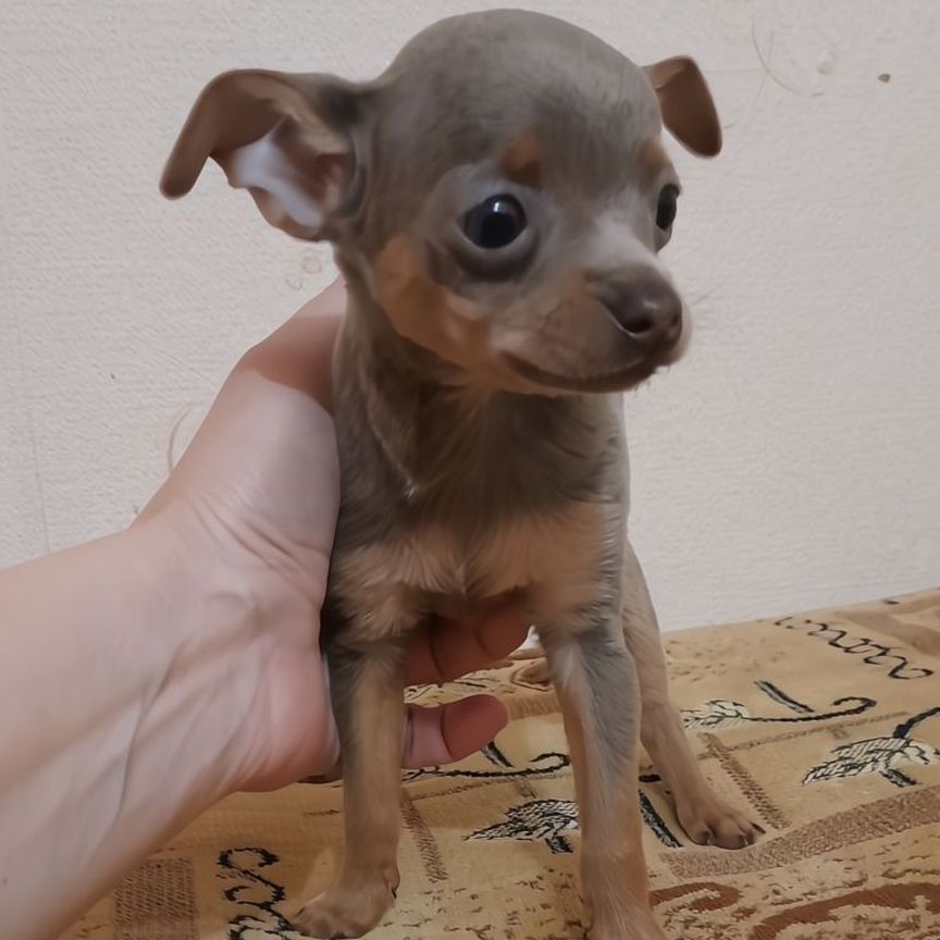 Русский той-терьер, щенок