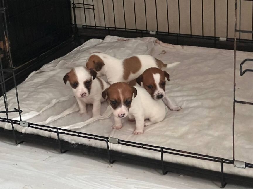 Щенки джек Рассел терьер