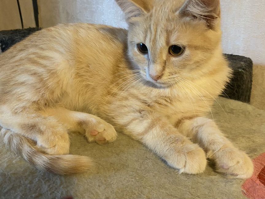 Рыжий котенок девочка в добрые руки