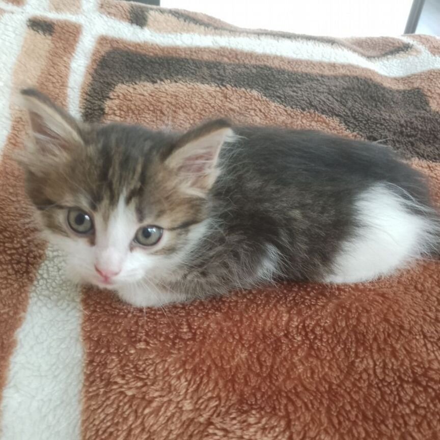 Котенок