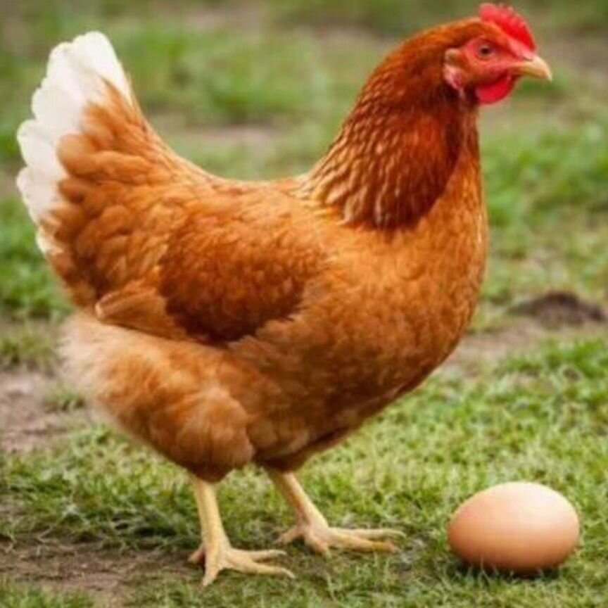 Куры несушки бесплатная доставка по областям