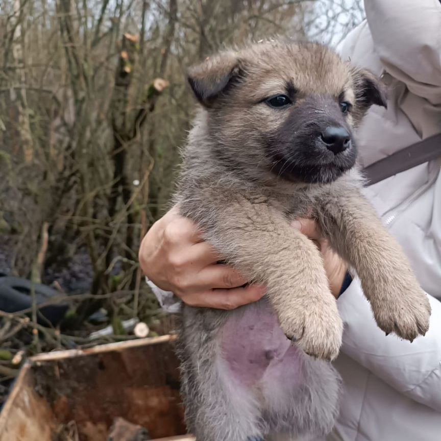 Щенки девочки в добрые руки