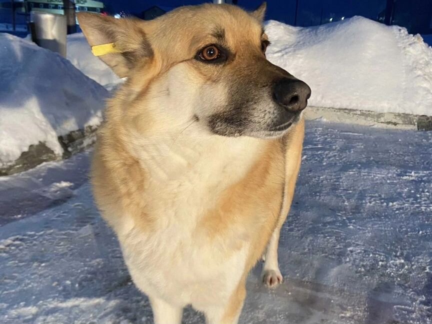 Собака в добрые руки