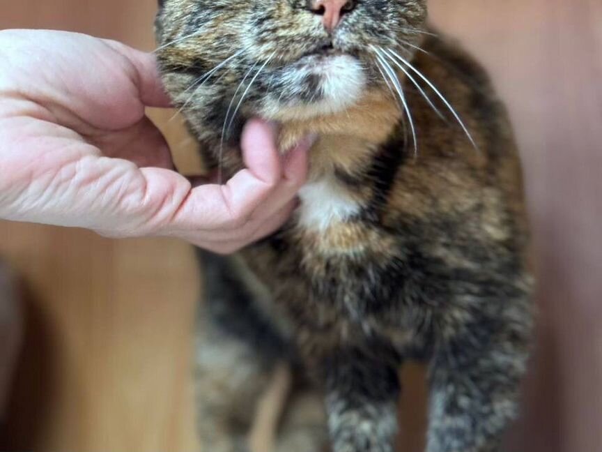 Самостоятельная кошка Рыся ждет