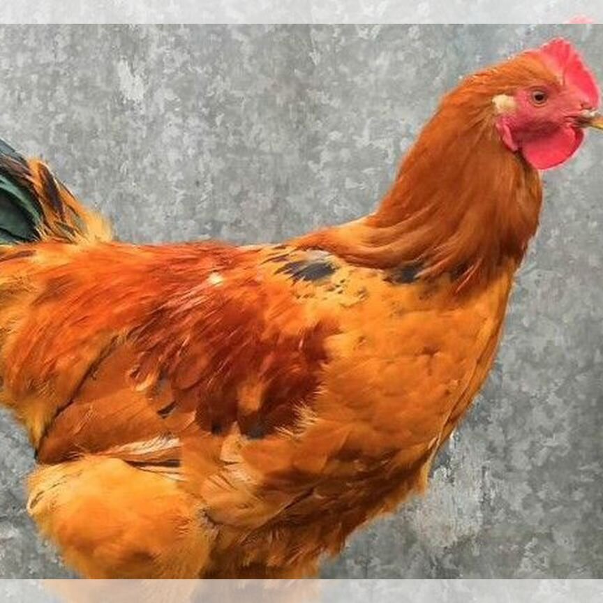 Петушки кучинские (3 мес)