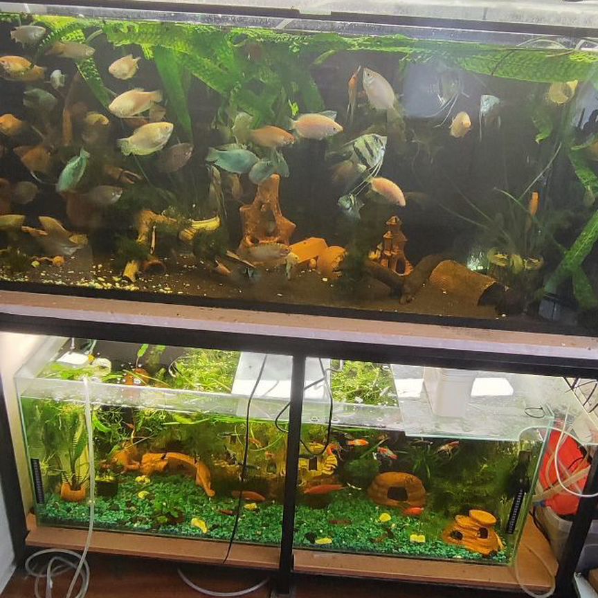 Аквариум с рыбками
