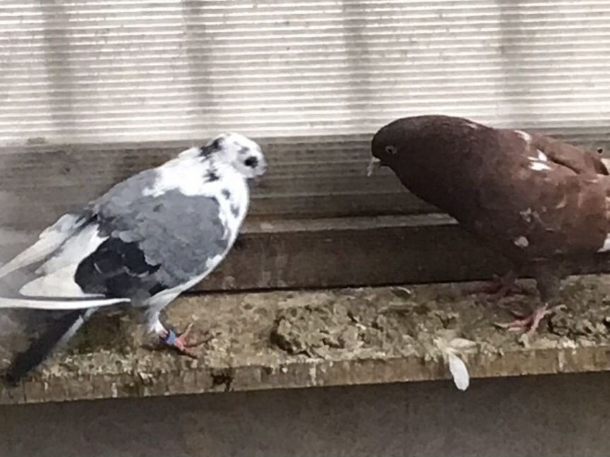 Бакинские бойные голуби