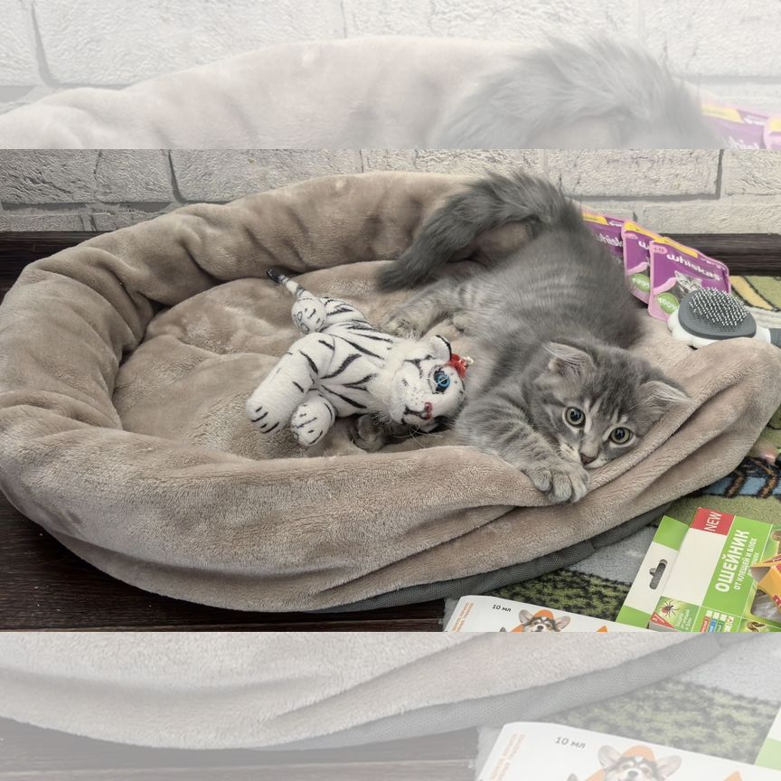 Шотландский вислоухий длинношёрстный котёнок