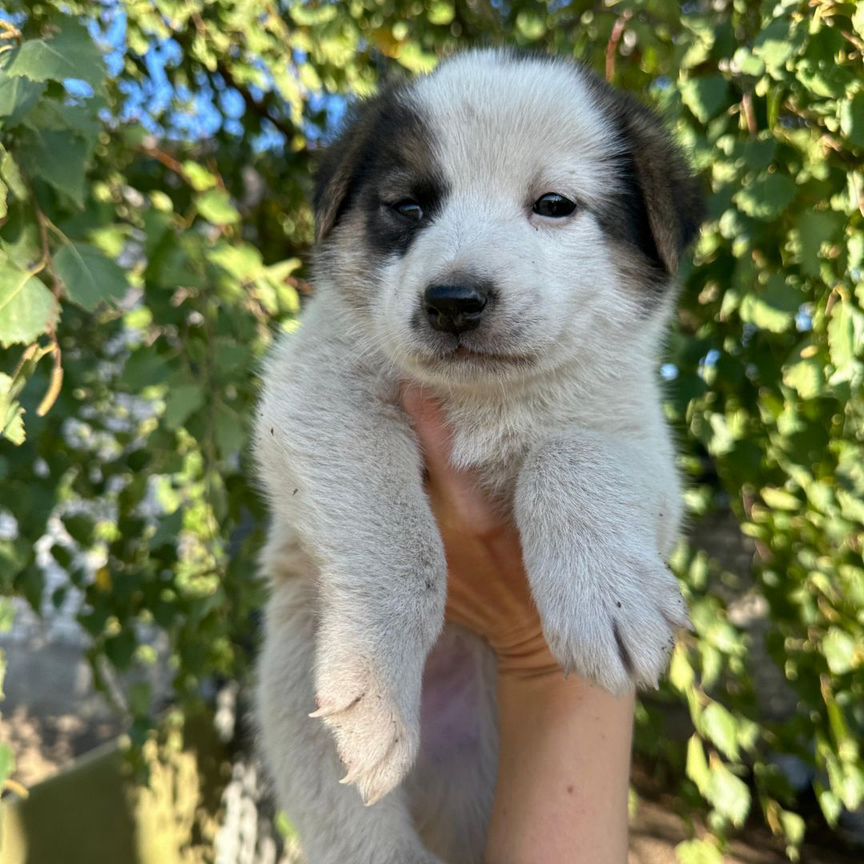 Щенок в добрые руки бесплатно