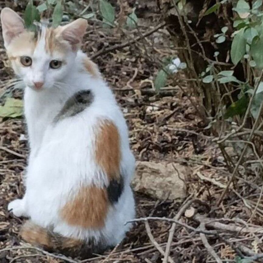 Отдам котенка в добрые руки