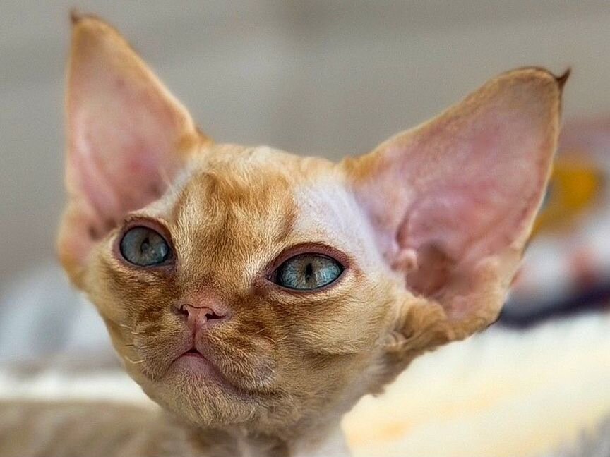 Купить котенка Девон-рекс