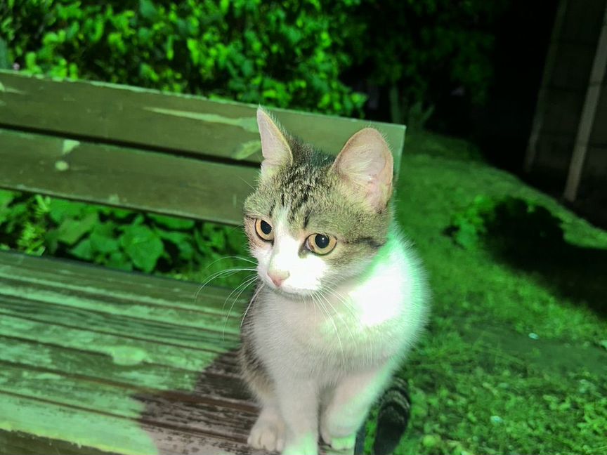 Кошечка к деньгам и счастью
