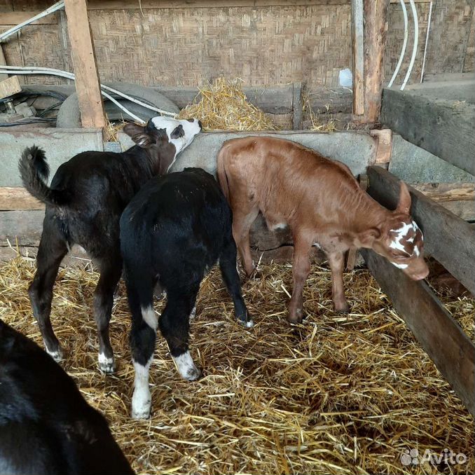 Телята айширы и высоко удойных каров