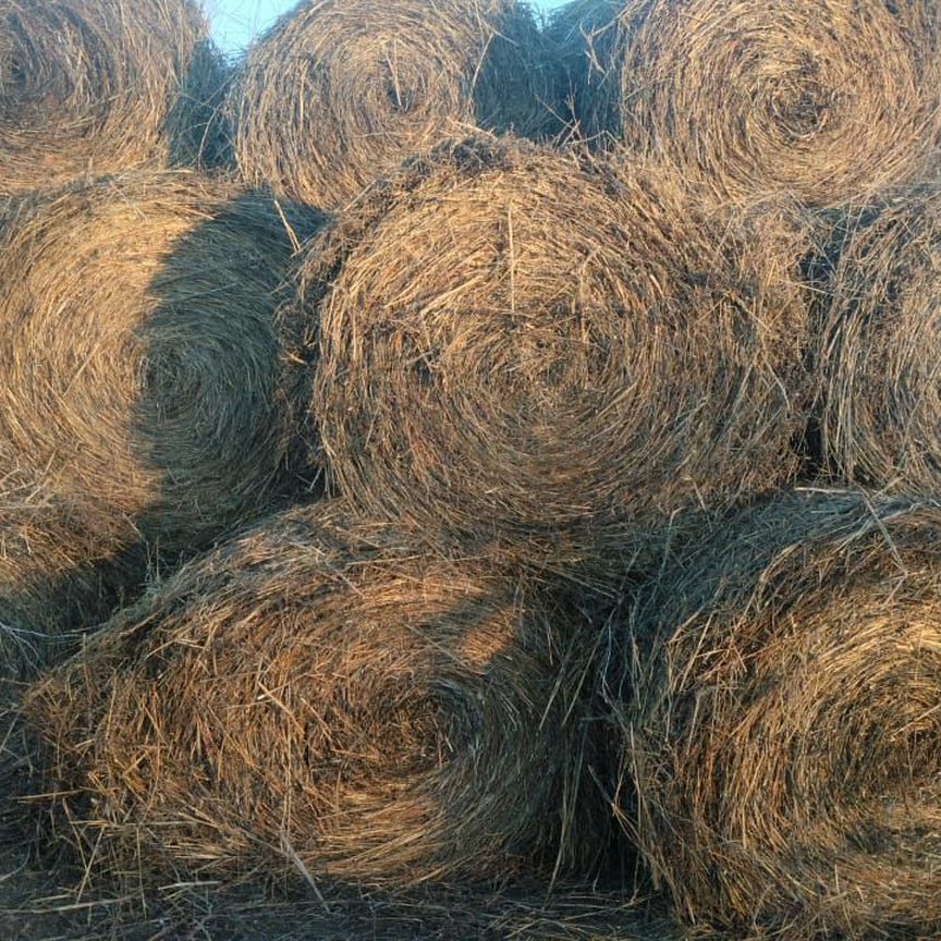 Продам Сено в рулонах