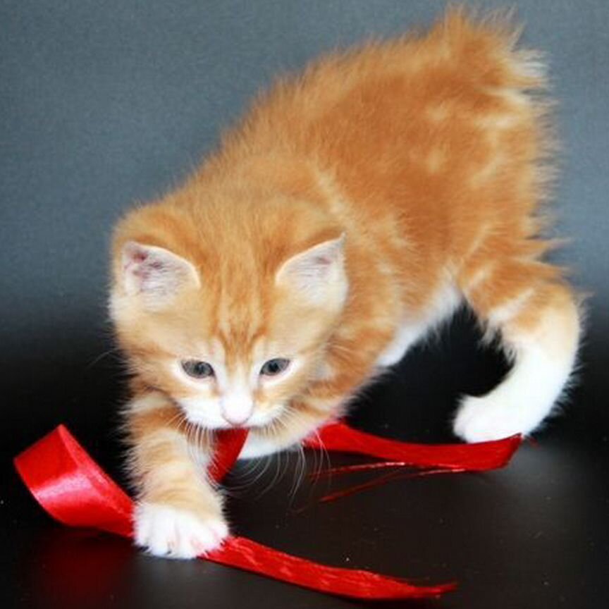 Курильский бобтейл кошечки