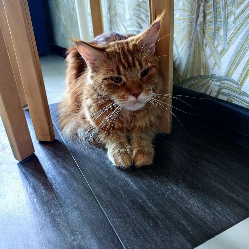 Кошка в дар бесплатно Мейн Кун на