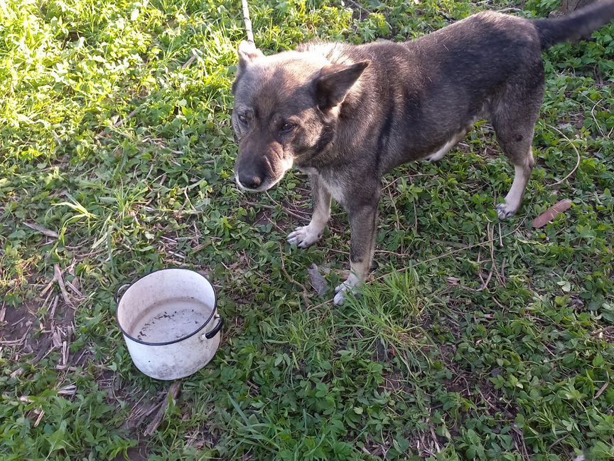 Собака в добрые руки отдам бесплатно