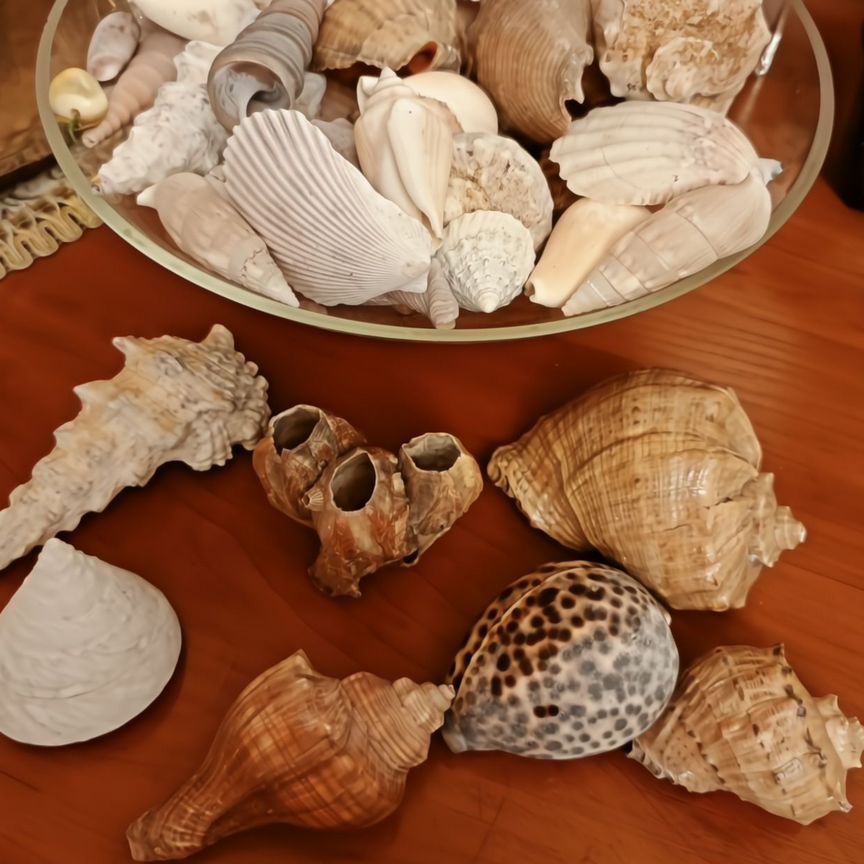 Ракушки морские, набор
