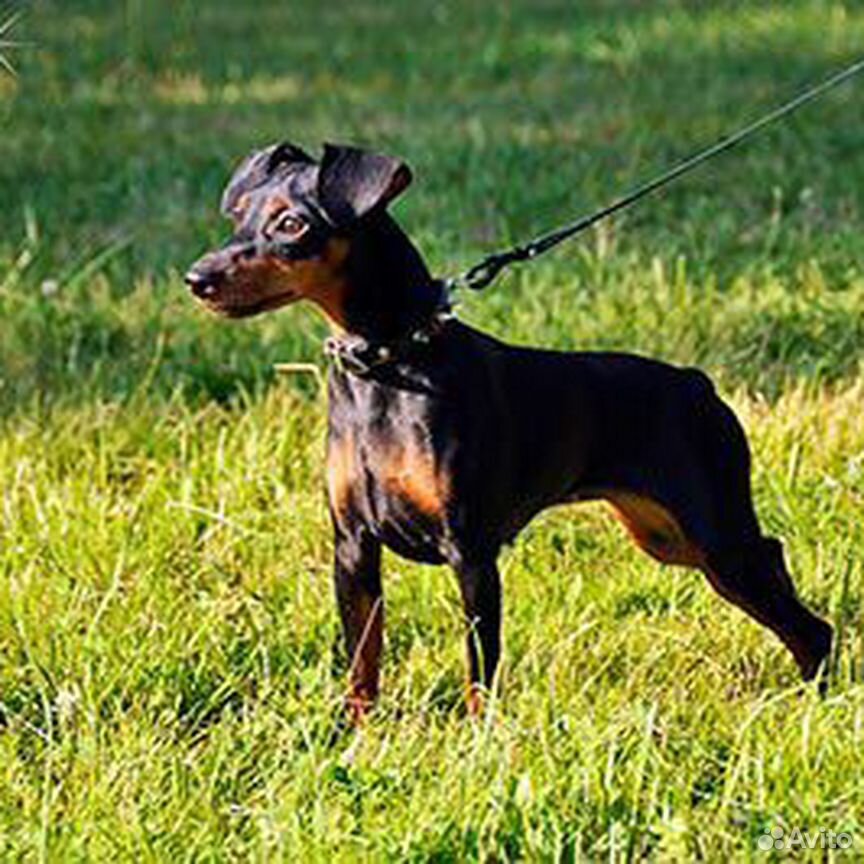 Цвергпинчер ищет невесту