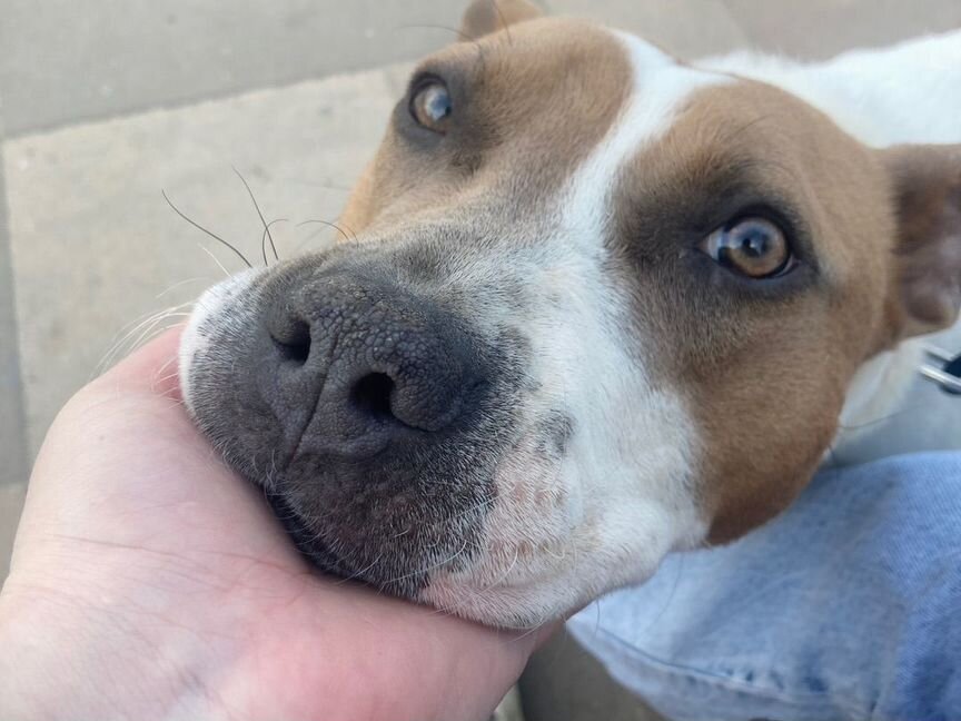 Стаффордширский терьер