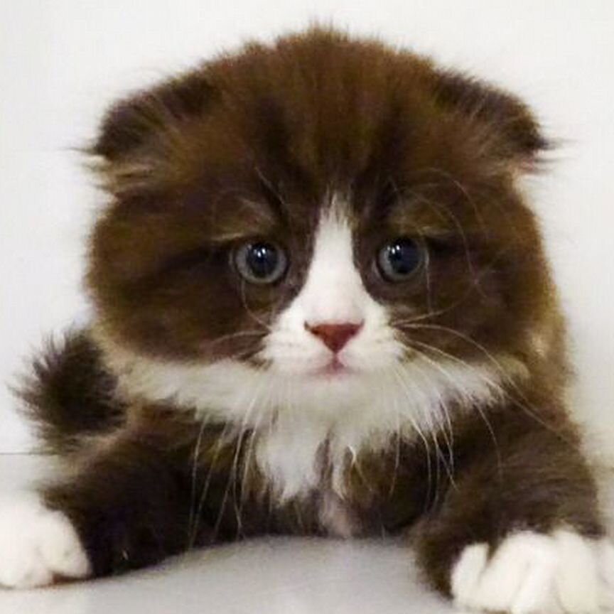 Шотландский вислоухий длинношёрстный котёнок