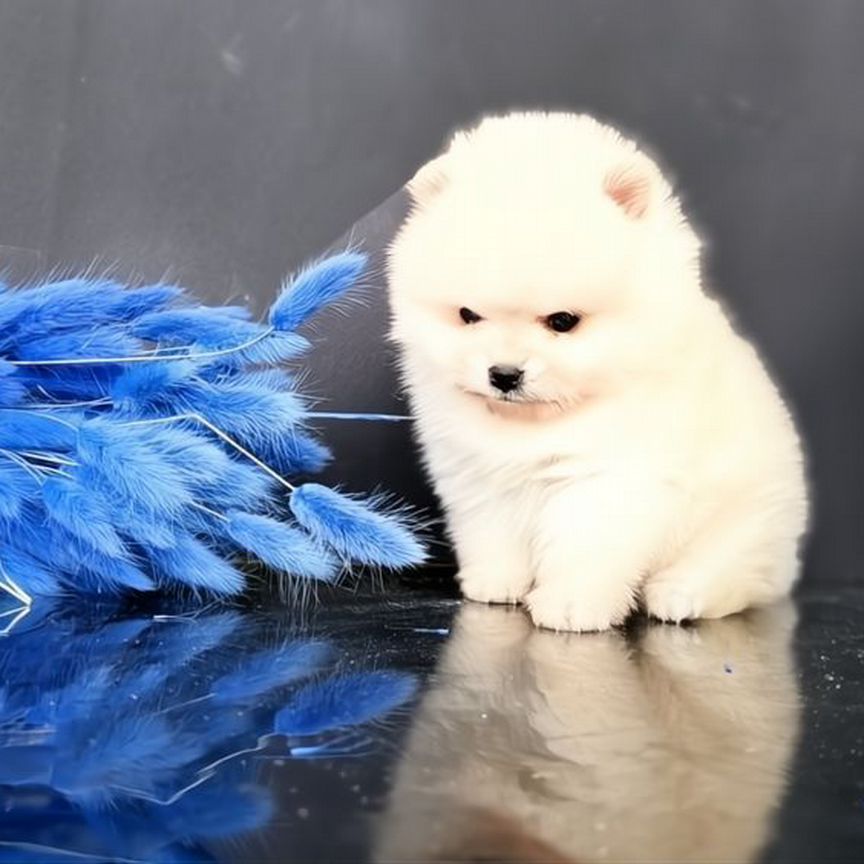 Померанский шпиц, щенок