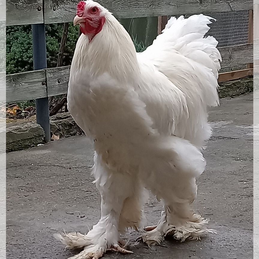 Брама белая