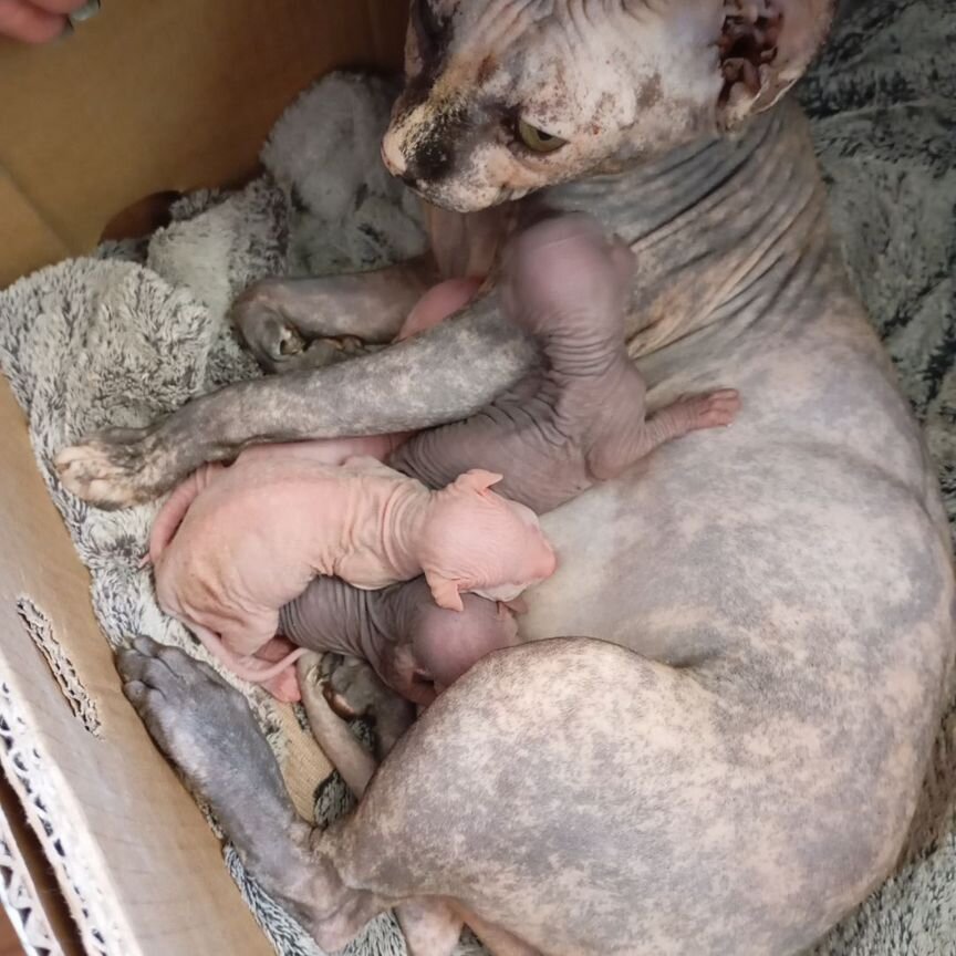 Канадский сфинкс