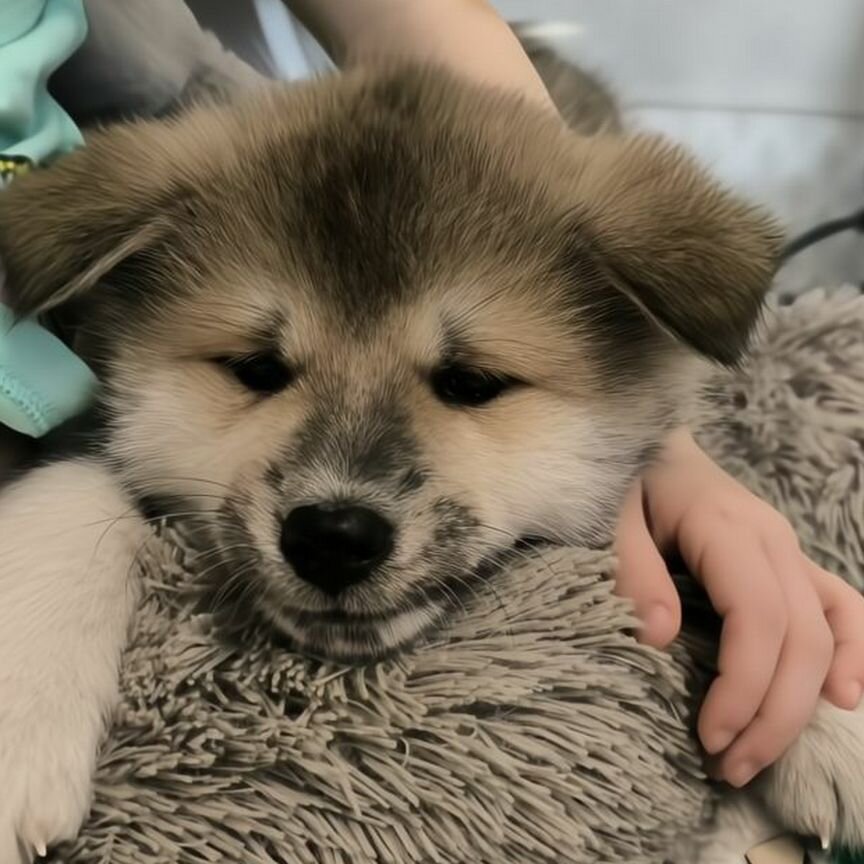 Акита-ину, щенок