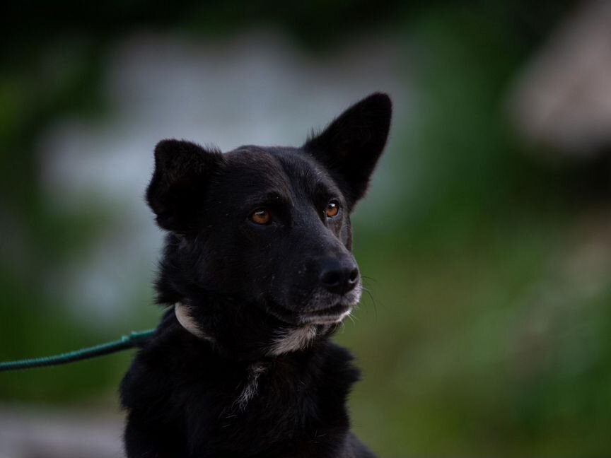 Чарли из приюта ищет дом