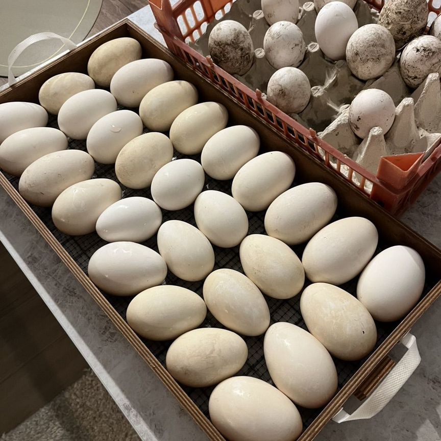 Инкубационное яйцо