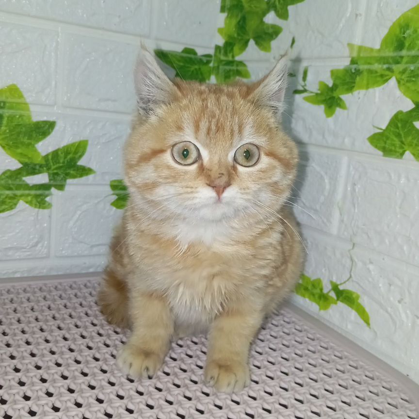 Котик в добрые руки